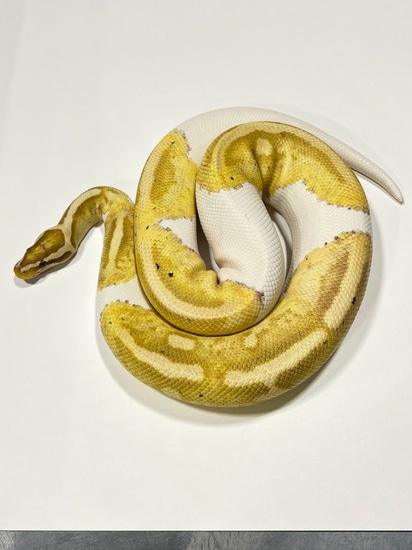Banana Piebald - Proven Ball Python by TSK, Inc.