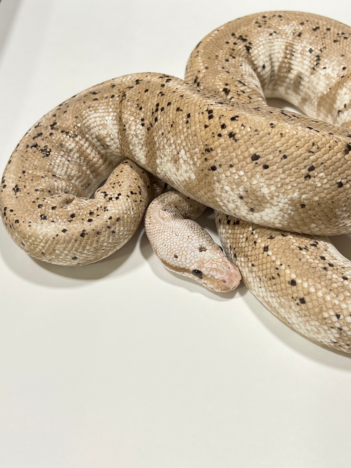 Pastel Banana Leopard Spotnose Ball Python by TSK, Inc. - MorphMarket