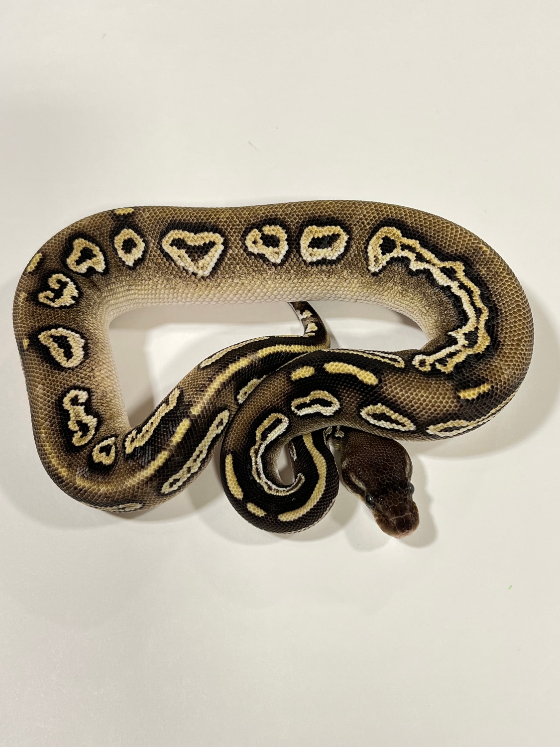 Pastel Mojave Black Head Ball Python by TSK, Inc. - MorphMarket