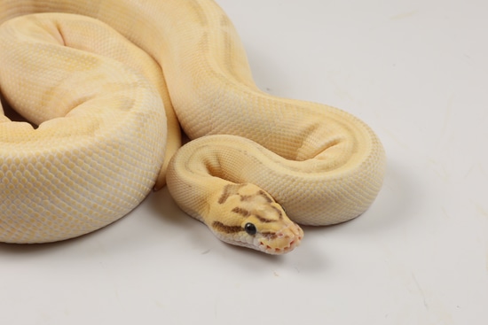 Pastel Puma Pos Enchi Ball Python by TSK, Inc.