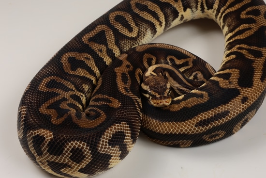 Pastel Leopard Het Piebald Female - Proven Ball Python by TSK, Inc.