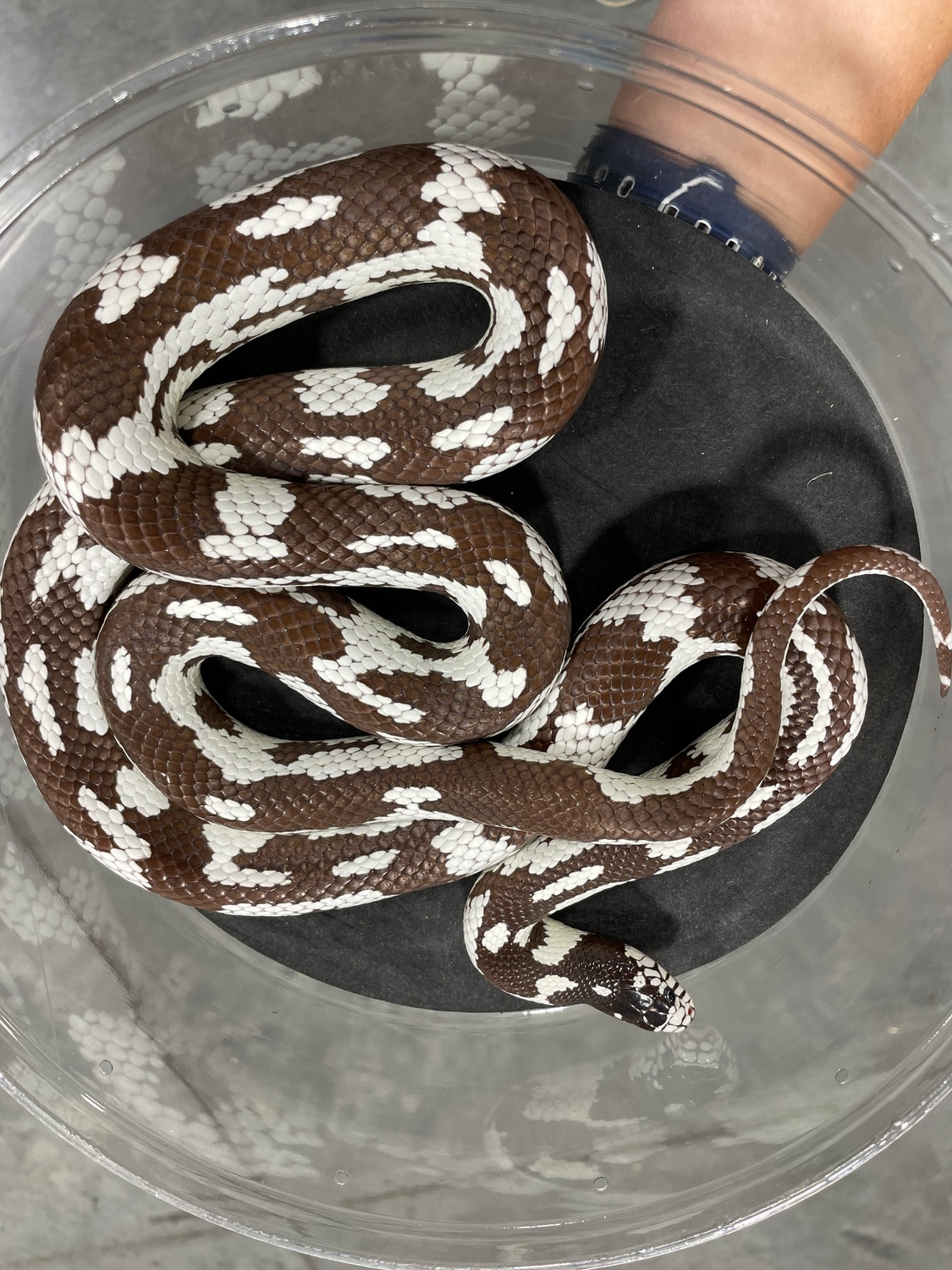 Aberrant Trio California Kingsnake by TSK, Inc. - MorphMarket