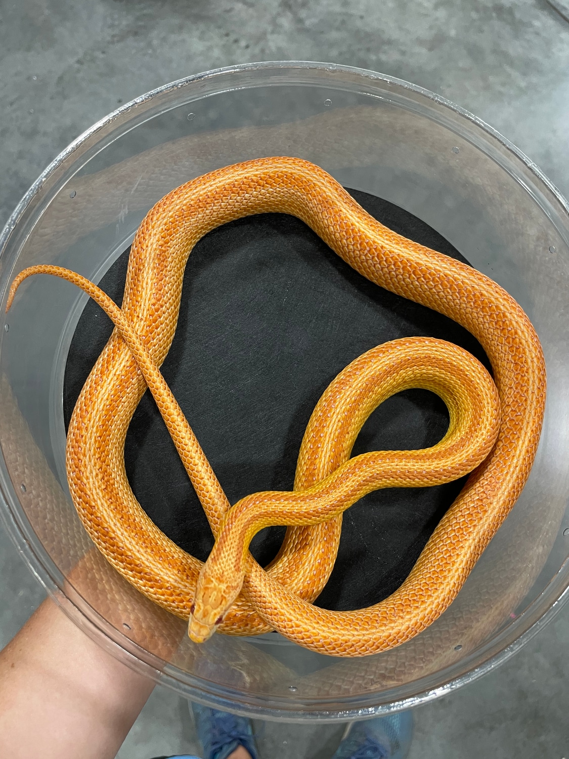 Tessera Creamsicle Stripe Pair Corn Snake by TSK, Inc. - MorphMarket