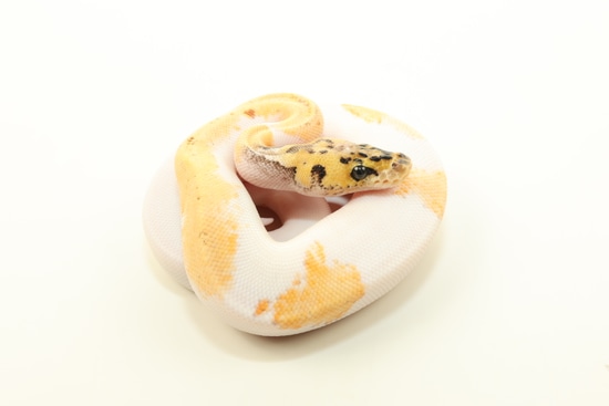 Pastel OD Piebald Clown Pos YB Ball Python by TSK, Inc.