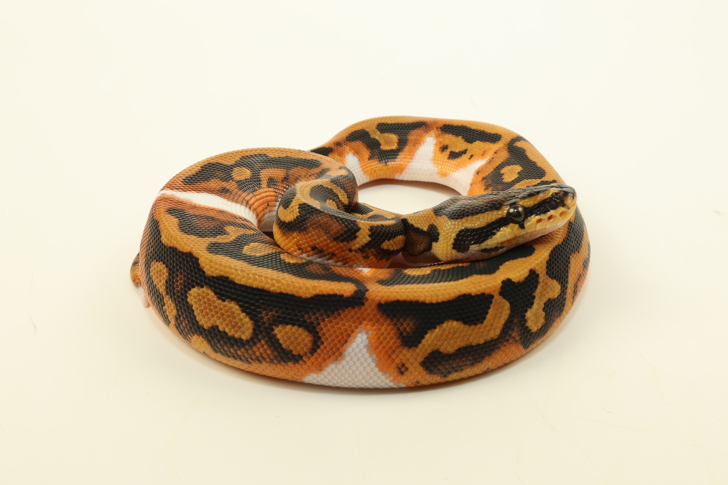 Piebald Het Clown Ball Python by TSK, Inc. - MorphMarket