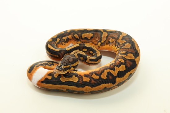 Piebald Het Clown Ball Python by TSK, Inc.