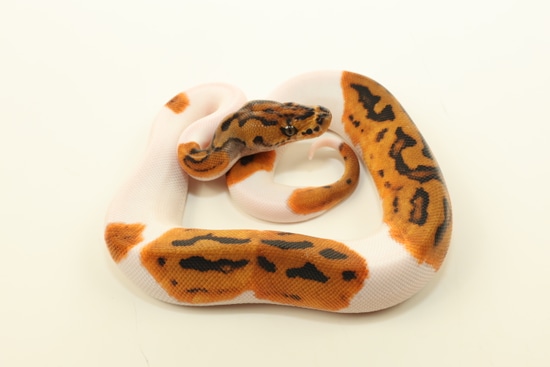 Piebald Clown Ball Python by TSK, Inc.