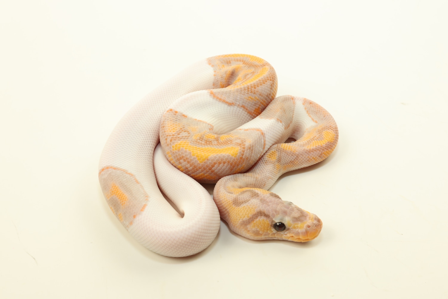 Pastel Banana Piebald Clown Ball Python by TSK, Inc. - MorphMarket