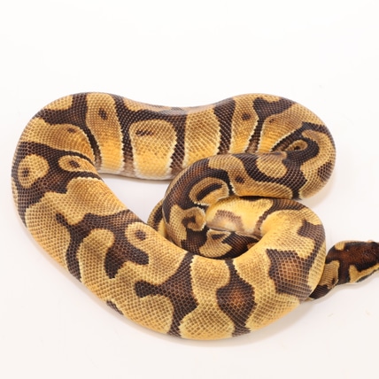 Pastel Banana Leopard Spotnose Ball Python by TSK, Inc. - MorphMarket