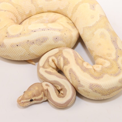 Pastel Banana Leopard Spotnose Ball Python by TSK, Inc. - MorphMarket