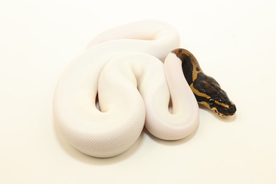 Piebald 50% PH Lavender Ball Python by TSK, Inc.