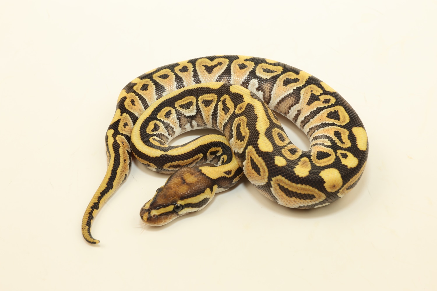 Spotnose Mojave DH Hypo Clown 50% PH TSK Axanthic Ball Python by TSK, Inc. - MorphMarket
