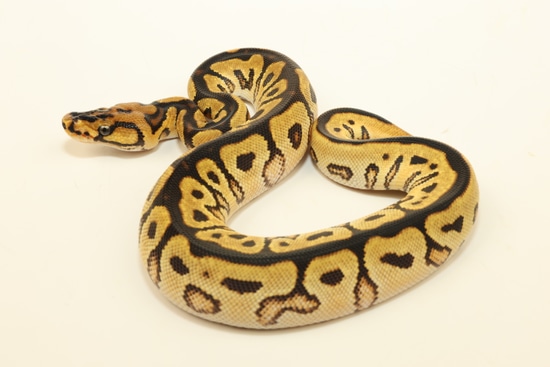OD Spotnose Clown Het Piebald Ball Python by TSK, Inc.