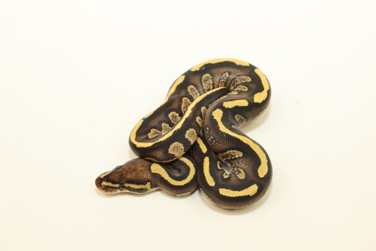 Fire Stranger Het Clown Ball Python by TSK, Inc.