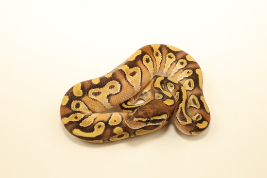 OD Mojave Het Hypo Ball Python by TSK, Inc.