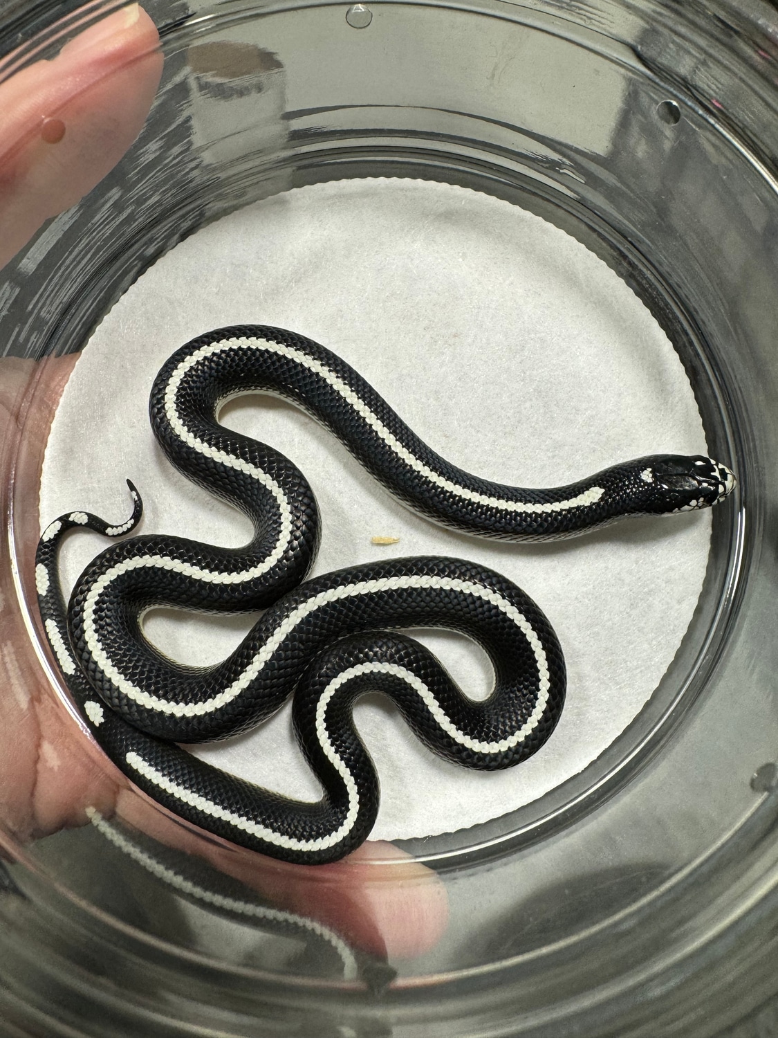 Stripe California Kingsnake by TSK, Inc. - MorphMarket