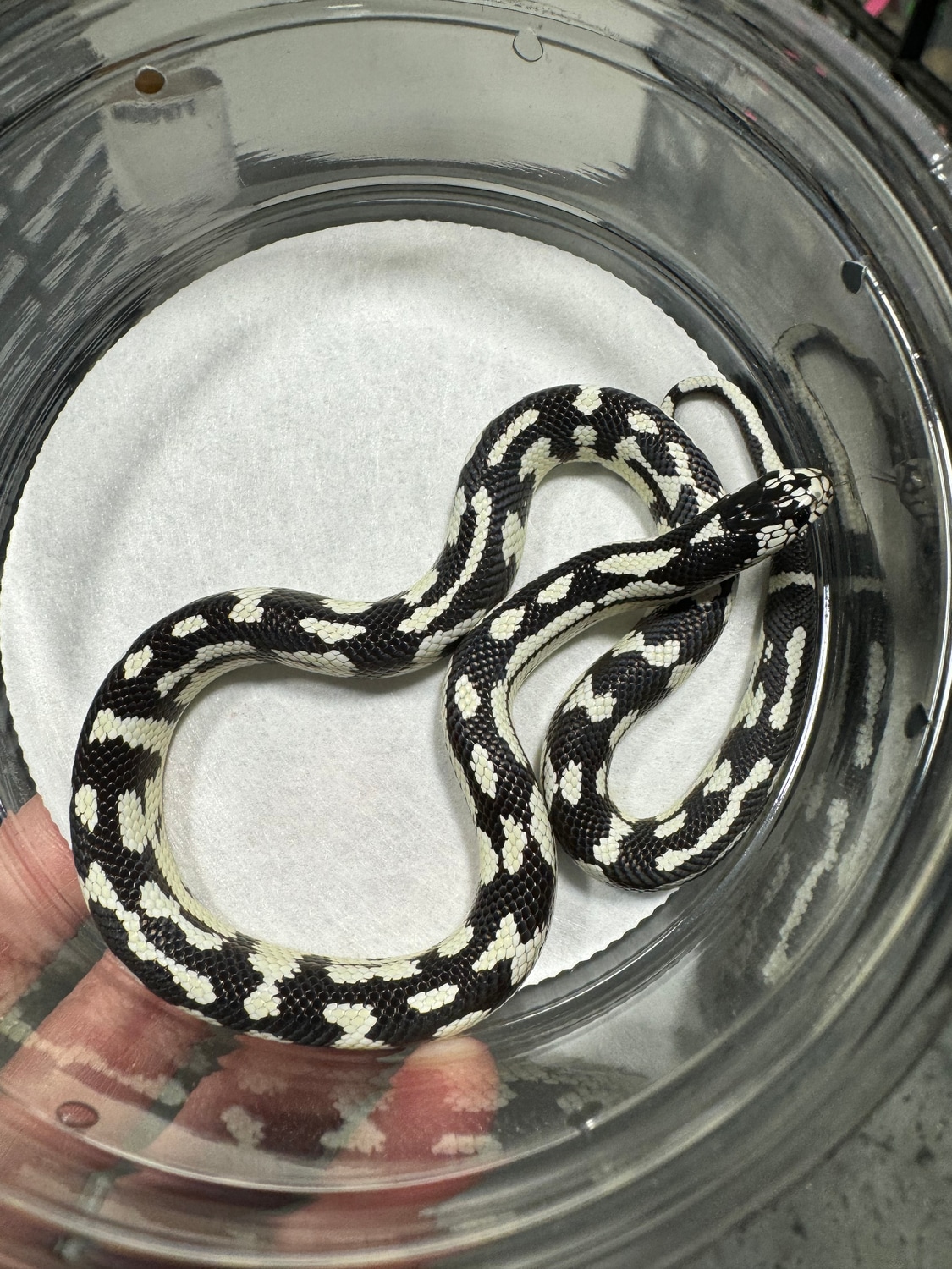 Aberrant California Kingsnake by TSK, Inc. - MorphMarket