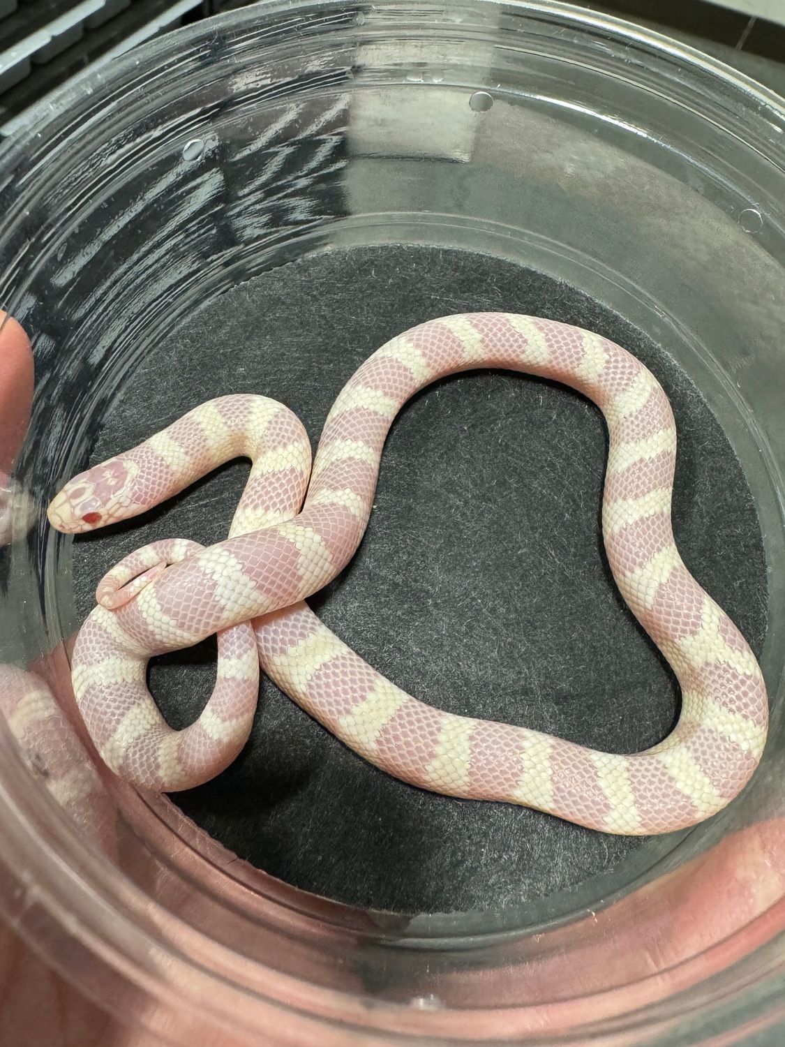 Desert Albino California Kingsnake by TSK, Inc. - MorphMarket