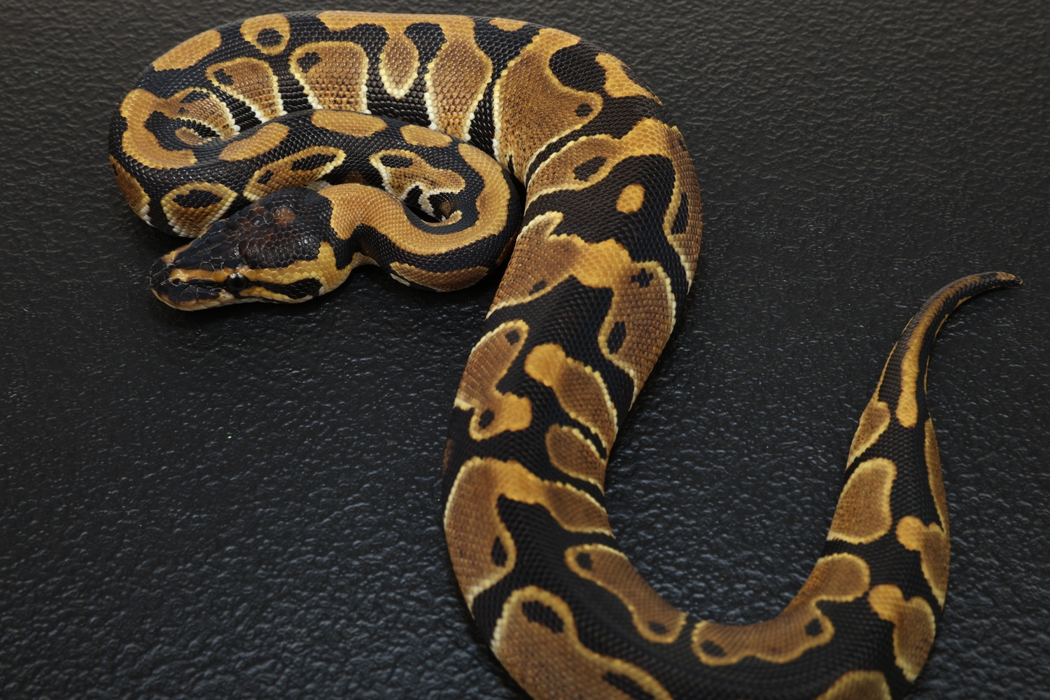 DH TSK Axanthic Clown Ball Python by TSK, Inc. - MorphMarket