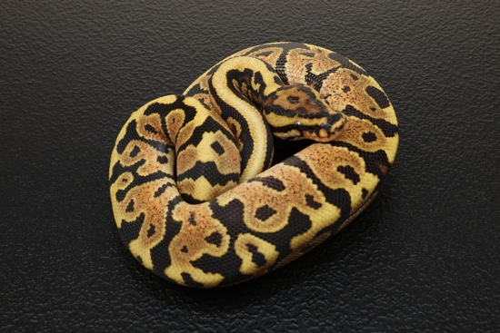Fire Spotnose DH DG Clown Ball Python by TSK, Inc.