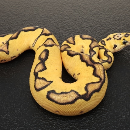 Piebald Clown Ball Python by TSK, Inc. - MorphMarket