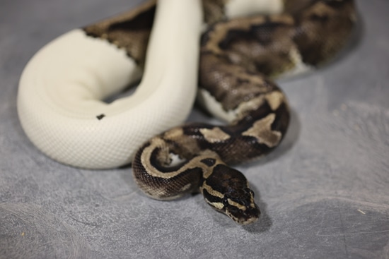 Piebald Male Ball Python by TSK, Inc.
