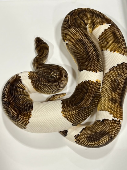 Piebald Clown Male - Proven Ball Python by TSK, Inc.