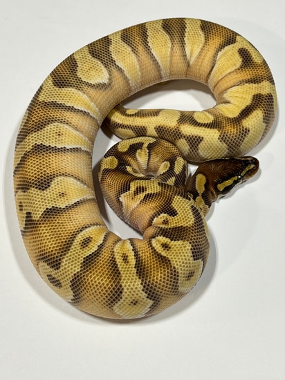 Orange Dream Mojave Enchi Spark Het Hypo Ball Python by TSK, Inc.