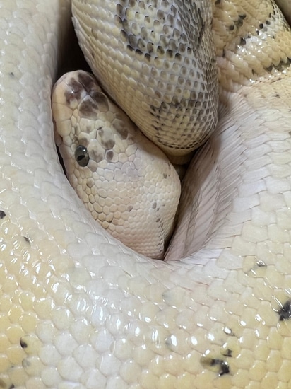 Super Pastel Clown Female Ball Python by TSK, Inc.