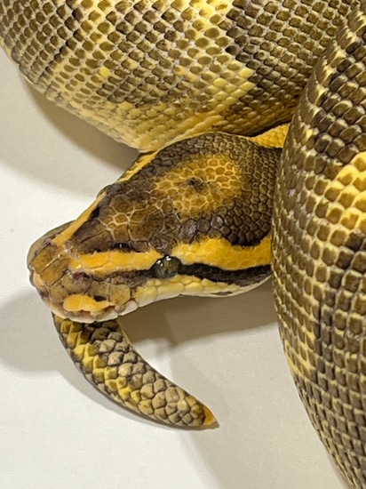 Enchi Leopard YB Female Ball Python by TSK, Inc.