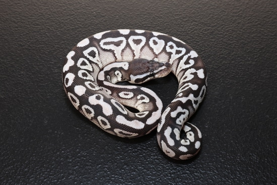 TSK Axanthic Mojave Het Clown Ball Python by TSK, Inc.