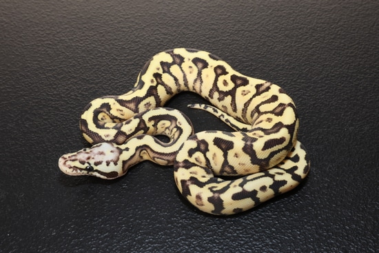 Pastel Fire Spotnose Ball Python by TSK, Inc.