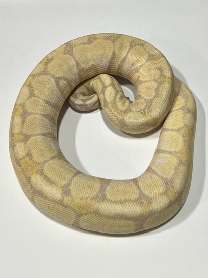 Super Banana Het Tristripe Ball Python by TSK, Inc.