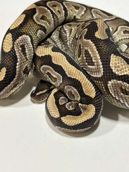 Mojave Het Axanthic Ball Python by TSK, Inc.