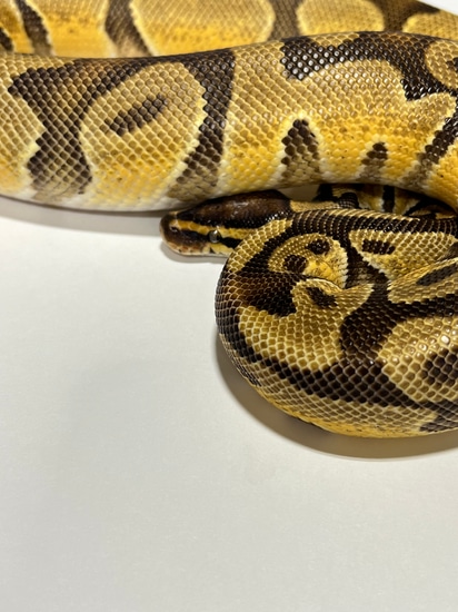 OD Enchi Het Lavender Ball Python by TSK, Inc.