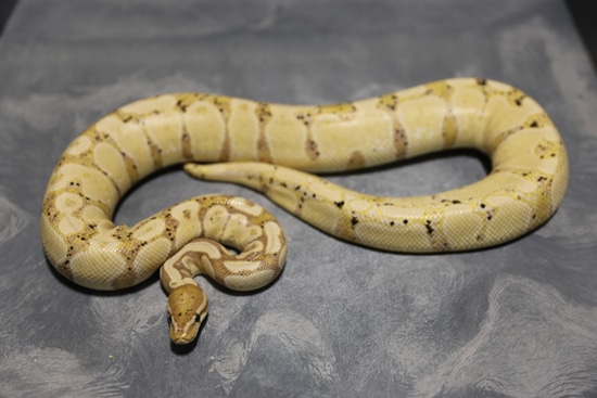 Banana Het Piebald Ball Python by TSK, Inc.