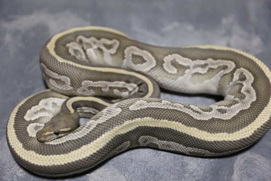 Hypo Mojave Leopard Ball Python by TSK, Inc.