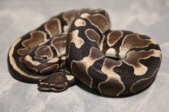 TSK Axanthic Ball Python by TSK, Inc.