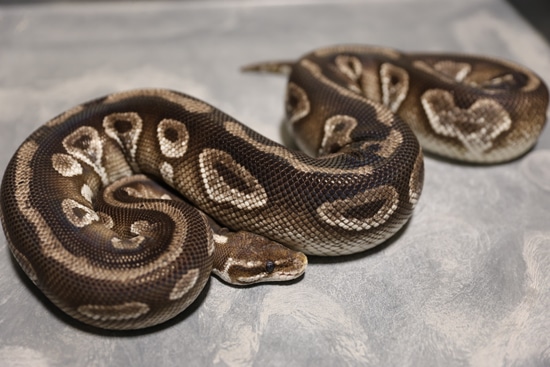 Pastel TSK Axanthic Mojave Ball Python by TSK, Inc.