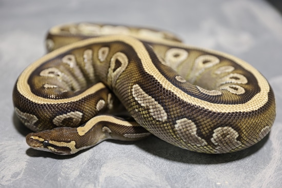 Mojave DH Piebald Clown Ball Python by TSK, Inc.