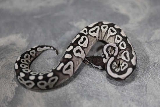 TSK Axanthic Mojave Het Clown Ball Python by TSK, Inc.