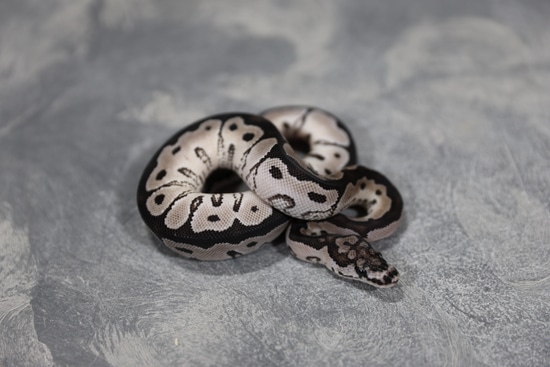 TSK Axanthic Clown Ball Python by TSK, Inc.