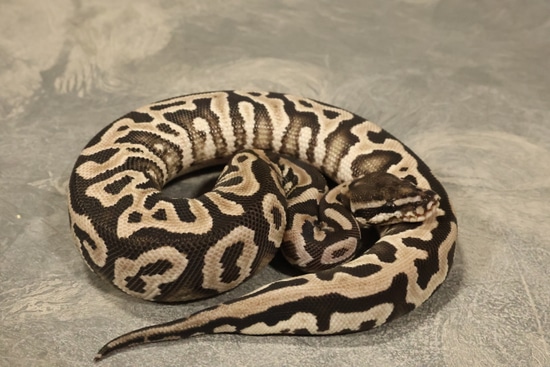TSK Axanthic Spotnose Leopard 50% PH Clown Ball Python by TSK, Inc.