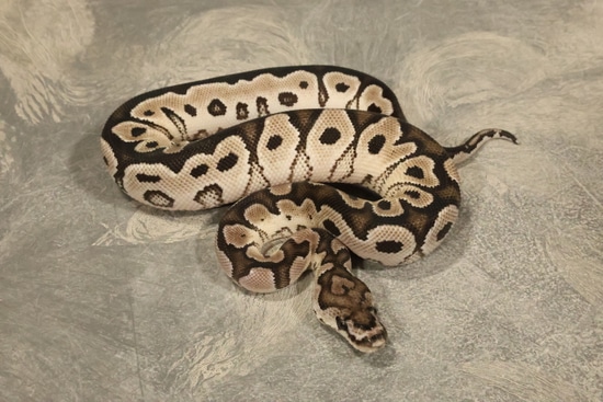 TSK Axanthic Clown Ball Python by TSK, Inc.