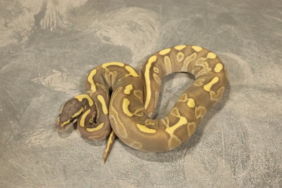 Hypo Enchi GHI Mojave Ball Python by TSK, Inc.
