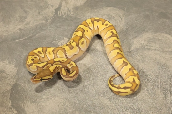 Hypo Mojave Enchi Ball Python by TSK, Inc.