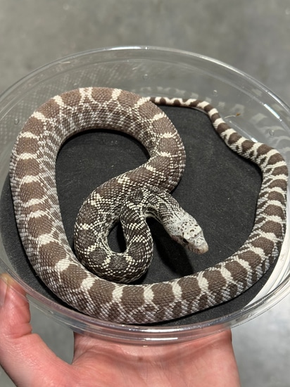 Ghost (M/SW) Bullsnake by TSK, Inc.