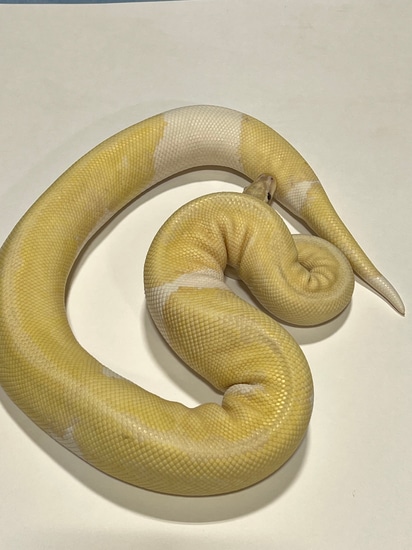 Super Banana Piebald Ball Python by TSK, Inc.