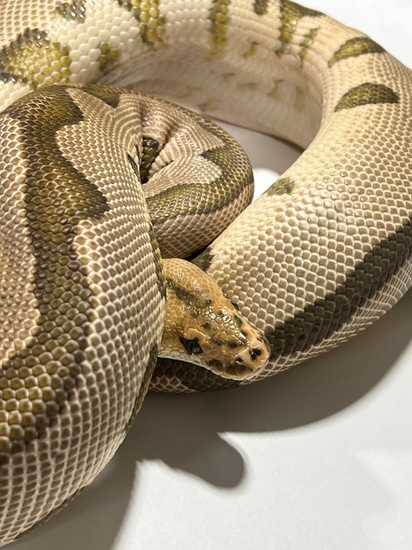 Fire Enchi Leopard Clown Ball Python by TSK, Inc.