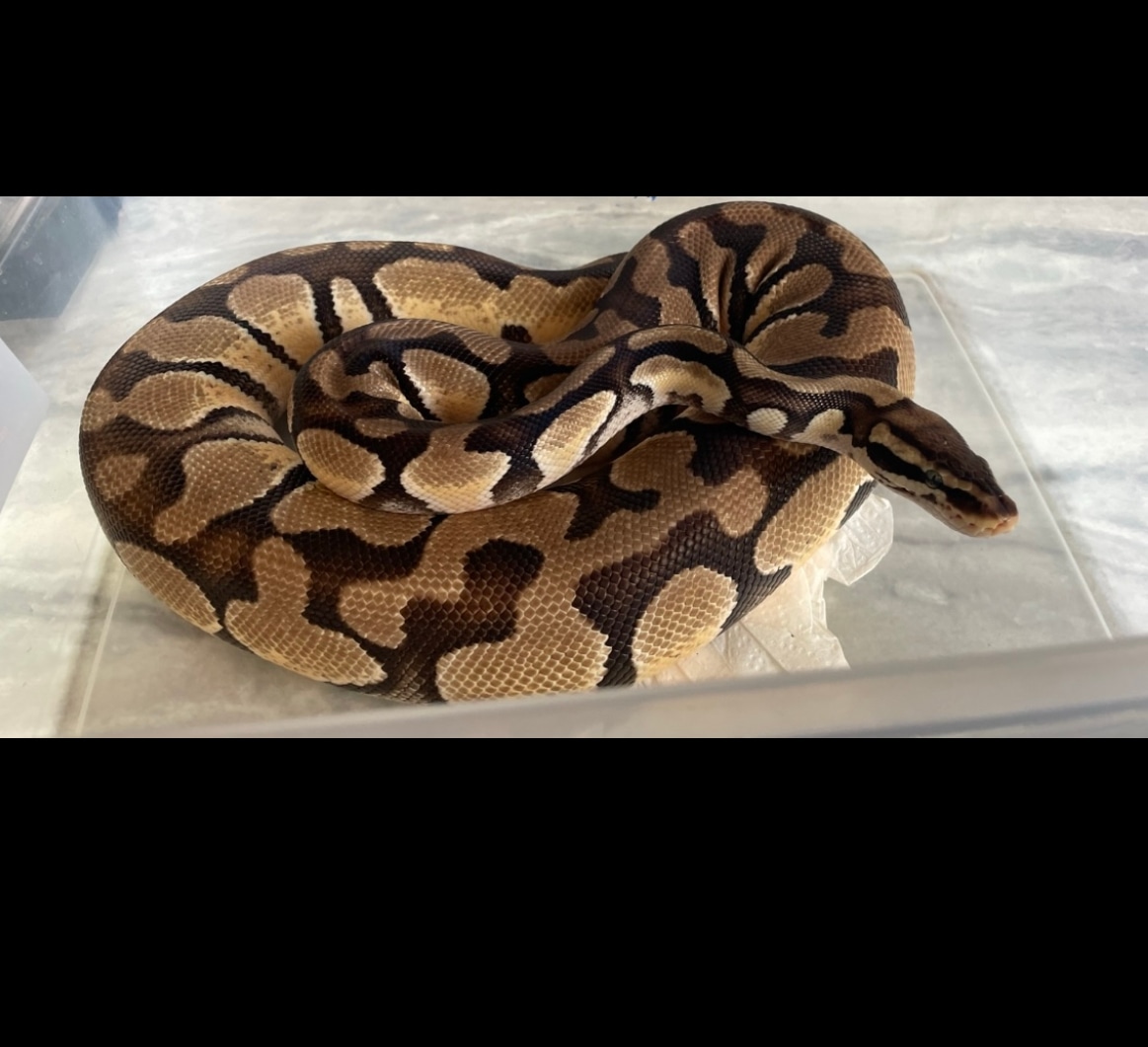 Pastel Enchi 100%VPI Axanthic Ball Python by TNT Reptiles - MorphMarket